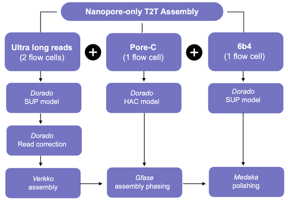 Nanopore-only T2T assembly of a human genome | EPI2ME Blog